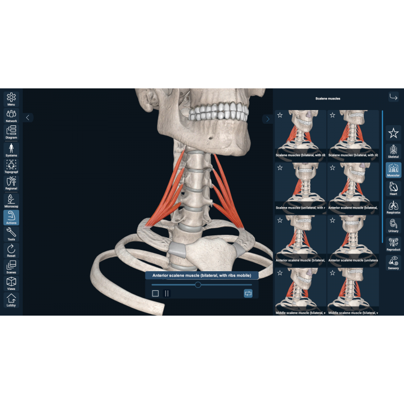 3D Organon for Professionals