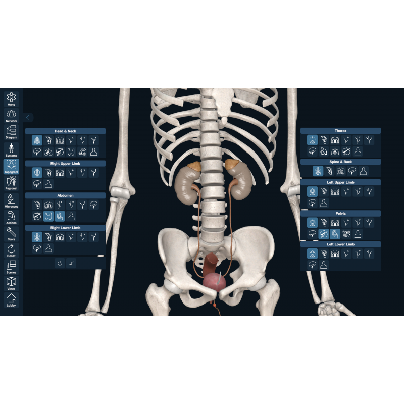 3D Organon for Professionals