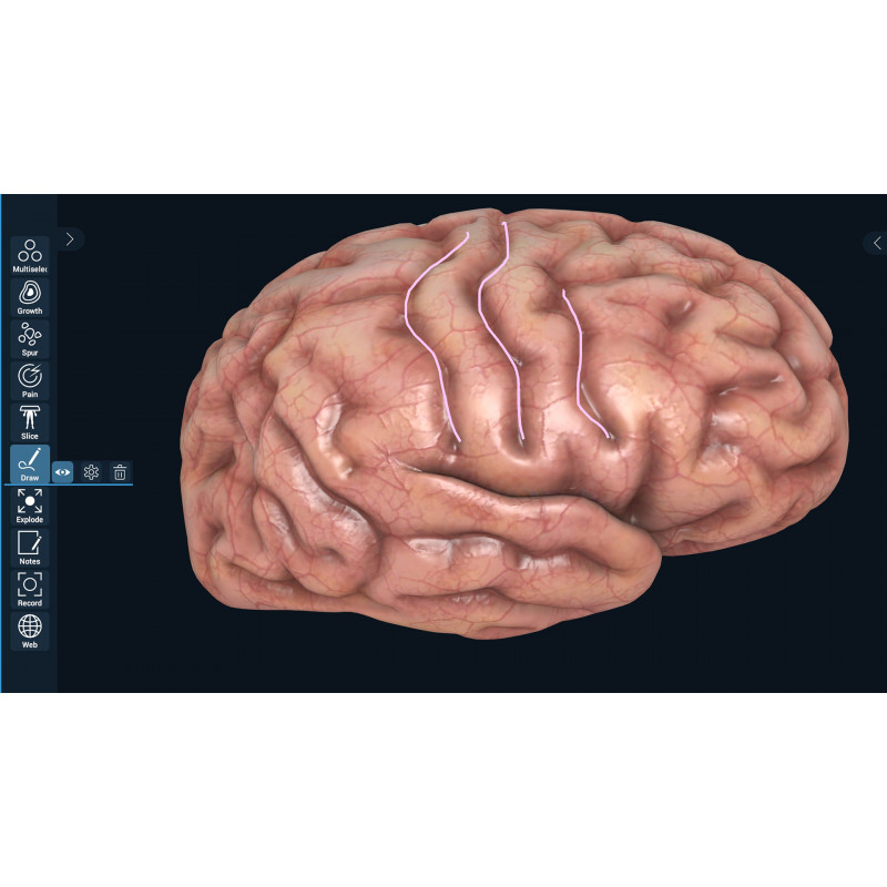 3D Organon Anatomy | Professional 3D Organon Anatomy | Professional