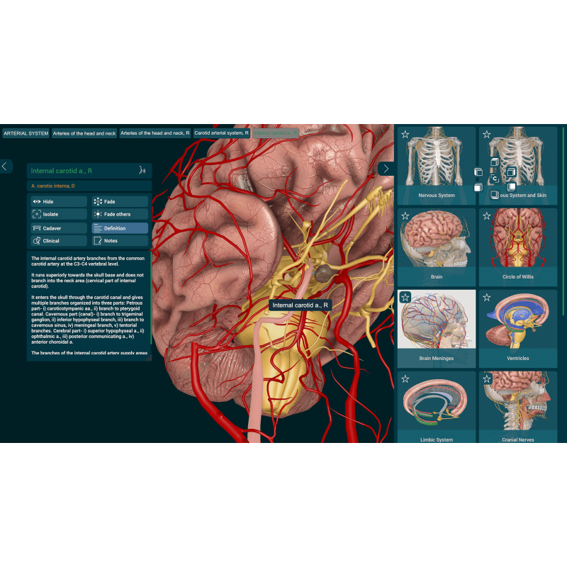 3D Organon Anatomy | Professional 3D Organon Anatomy | Professional