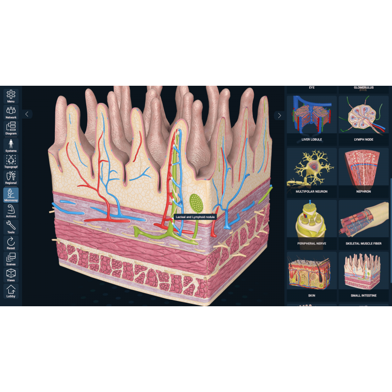 3D Organon for your desktop | Standard