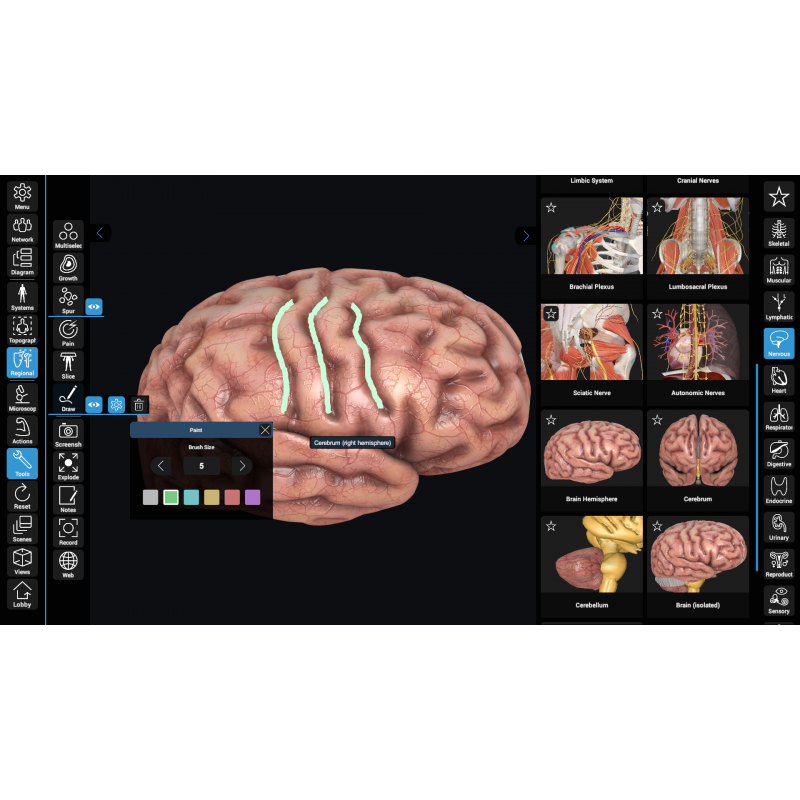 3D Organon VR Anatomy for your Standalone VR headset | Standard
