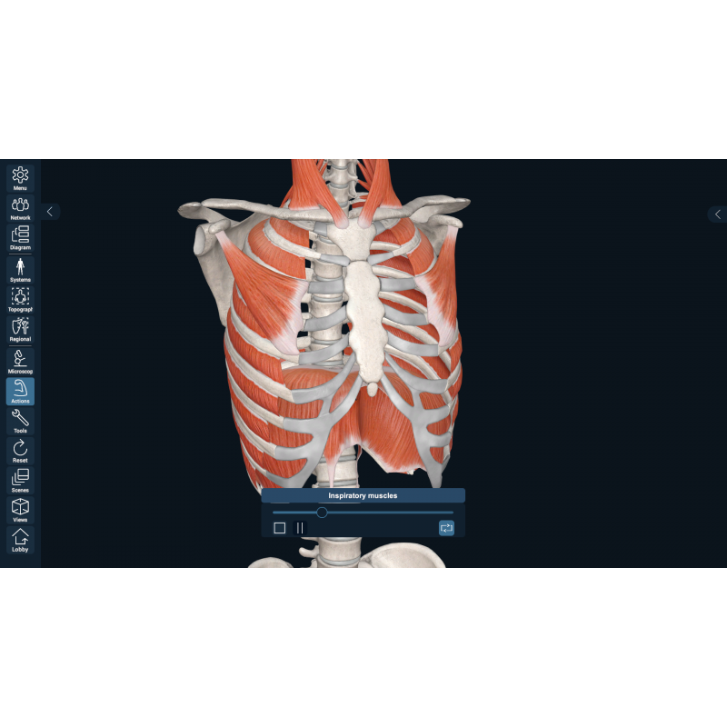 3D Organon for your desktop | Standard