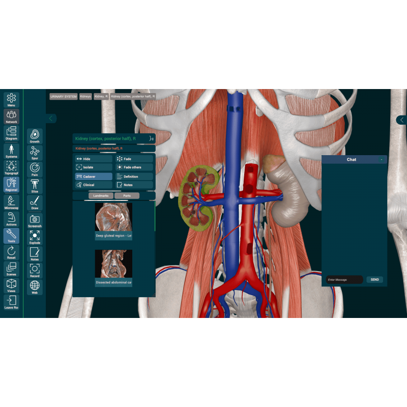 3D Organon for your desktop | Standard