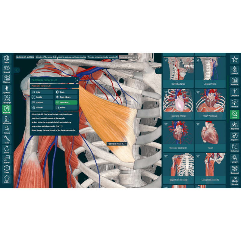 3D Organon VR Anatomy for your Standalone VR headset | Standard