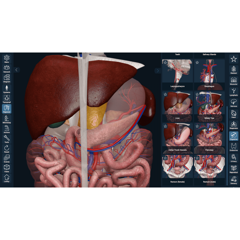 3D Organon VR Anatomy for your Standalone VR headset | Standard