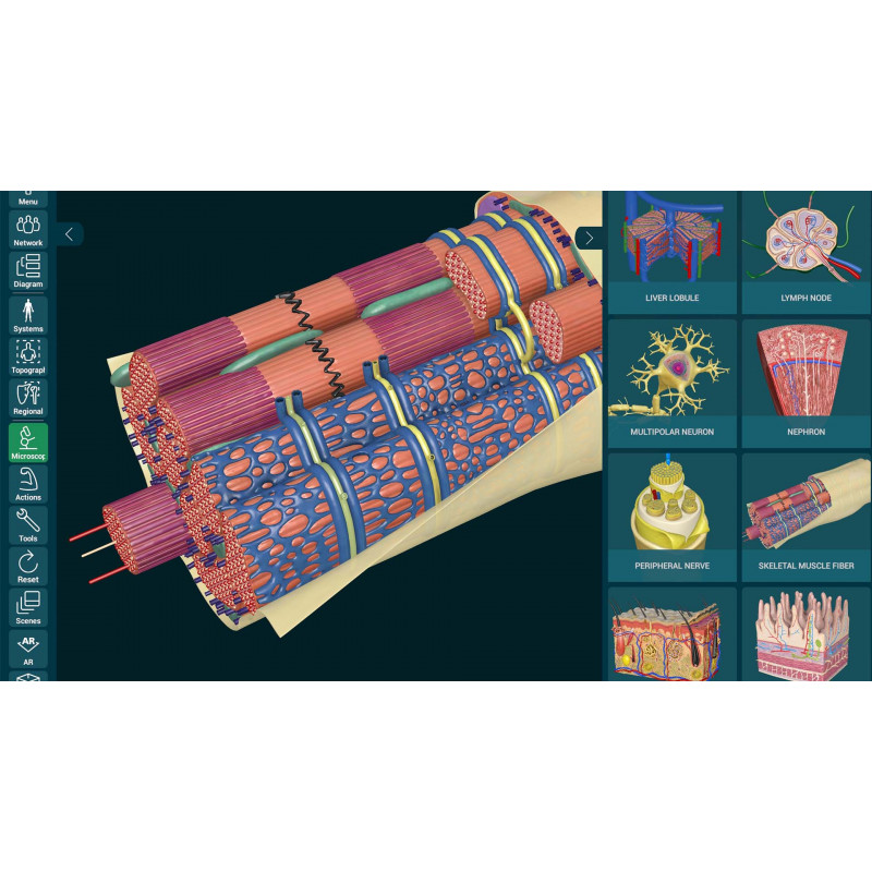 3D Organon for your mobile | Standard