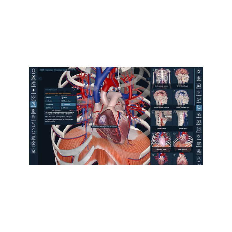 3D Organon for your mobile | Standard