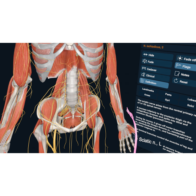 3D Organon VR Anatomy | Standard
