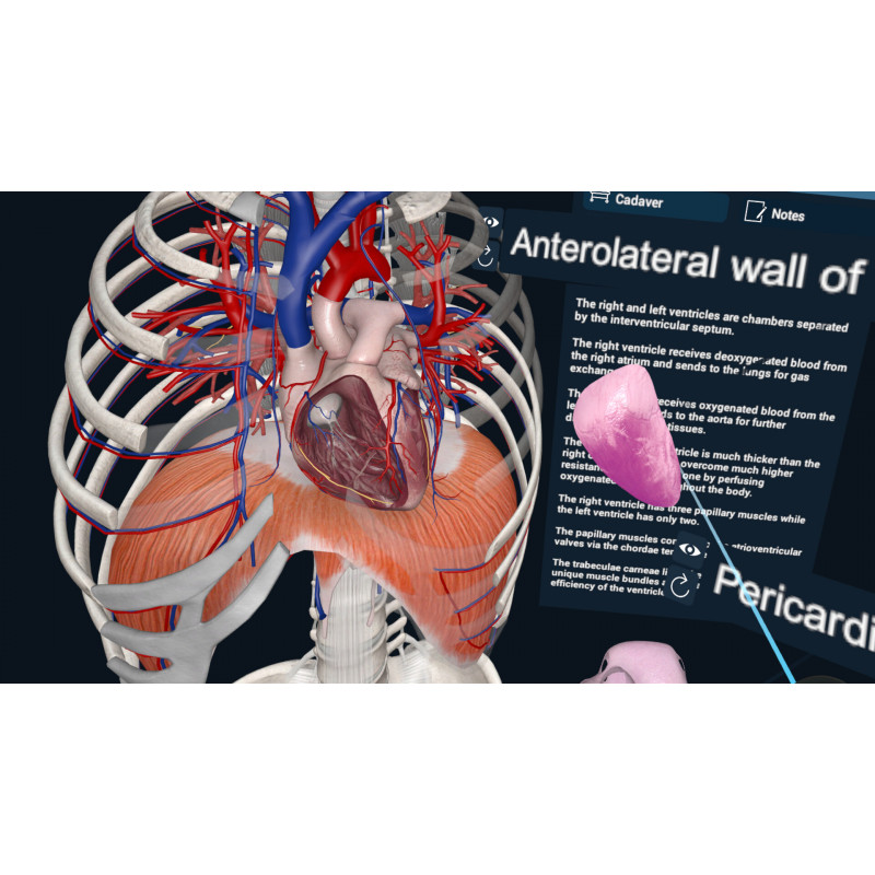 3D Organon VR Anatomy for your Standalone VR headset | Standard